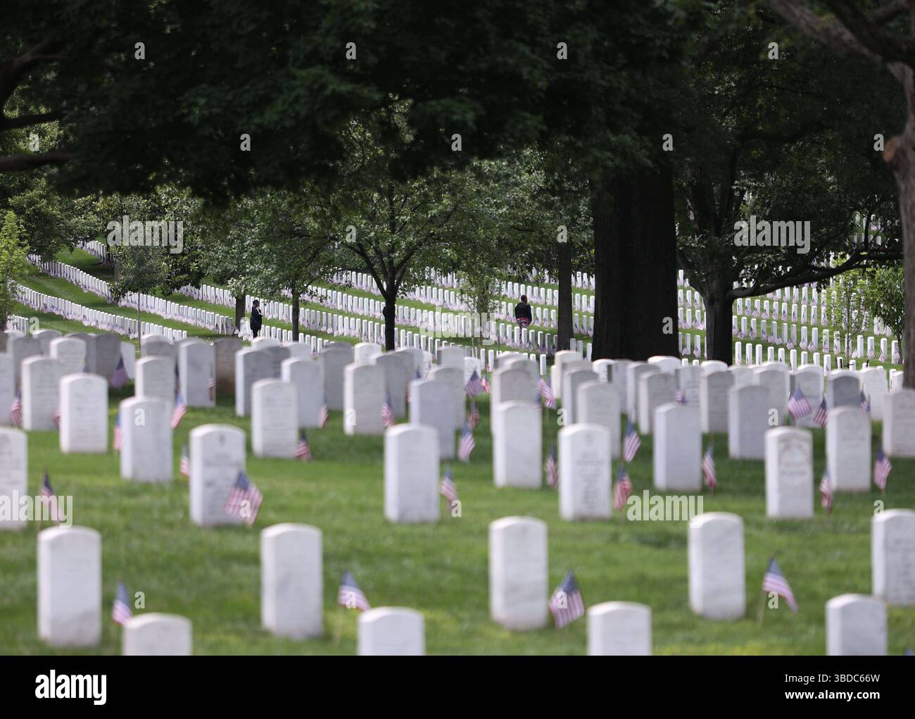 US flags at Arlington National Cemetery in Arlington, Virginia, USA ...