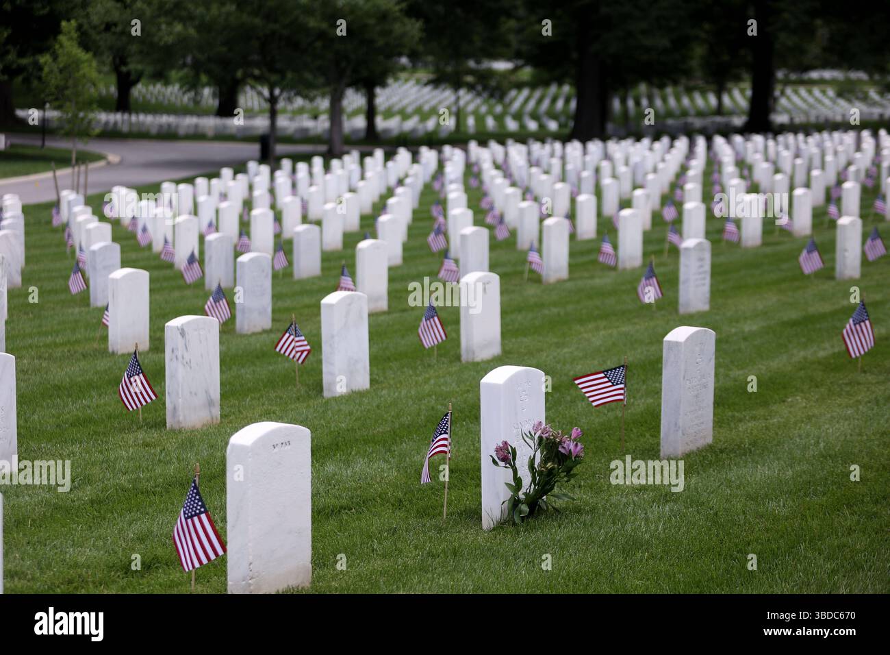 US flags at Arlington National Cemetery in Arlington, Virginia, USA ...