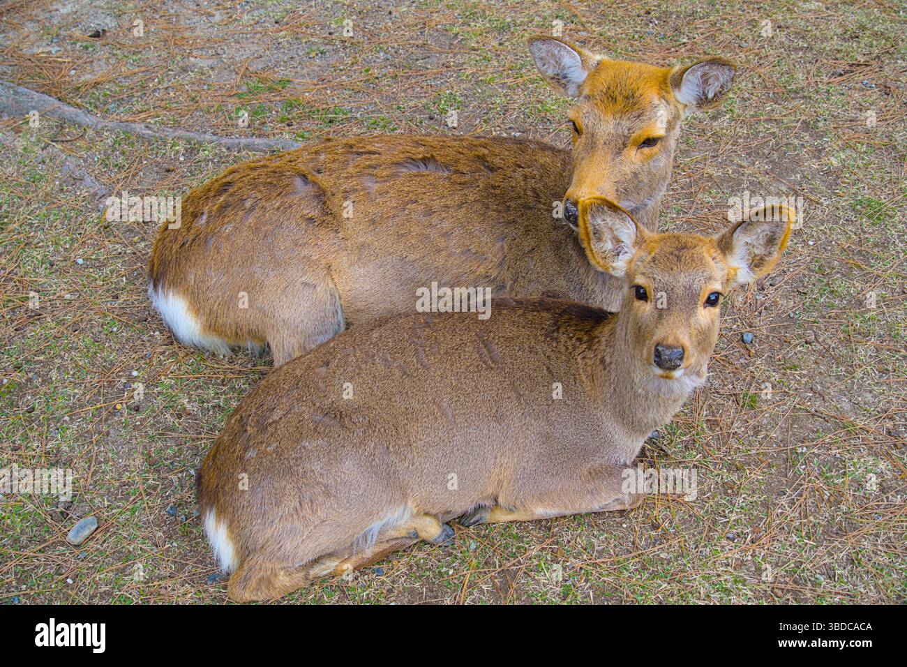 Two young cute japanese hi-res stock photography and images - Alamy