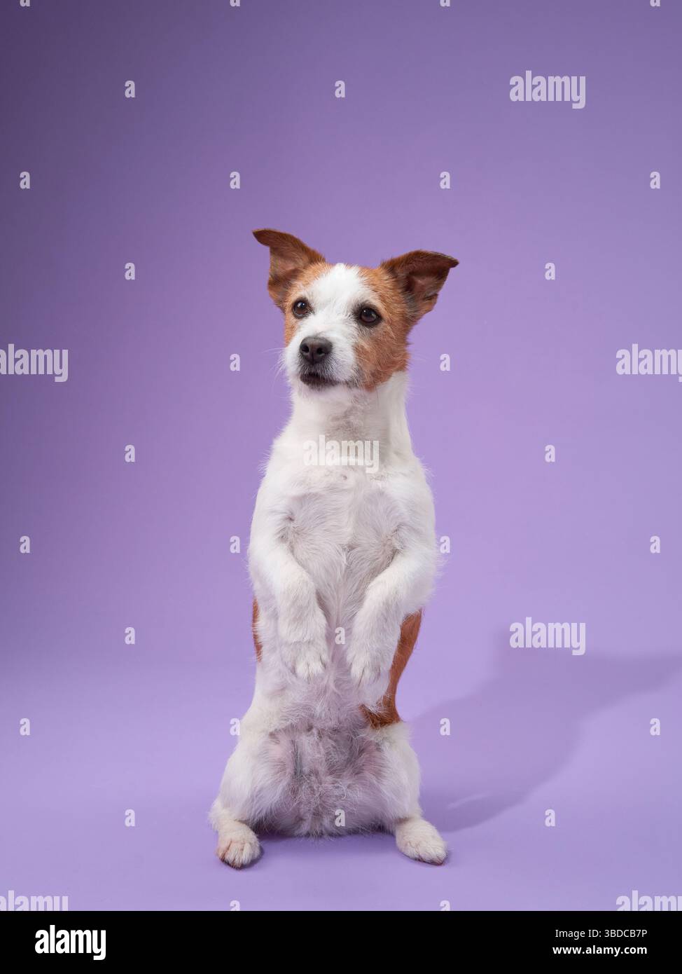 A Jack Russell Terrier balances on its hind legs, with a curious and ...