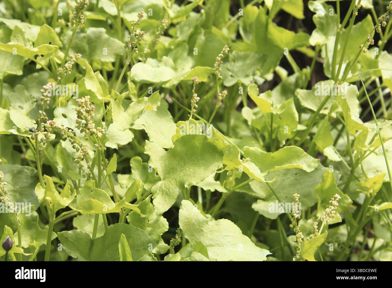 Roman dock in the herb bed Stock Photo - Alamy