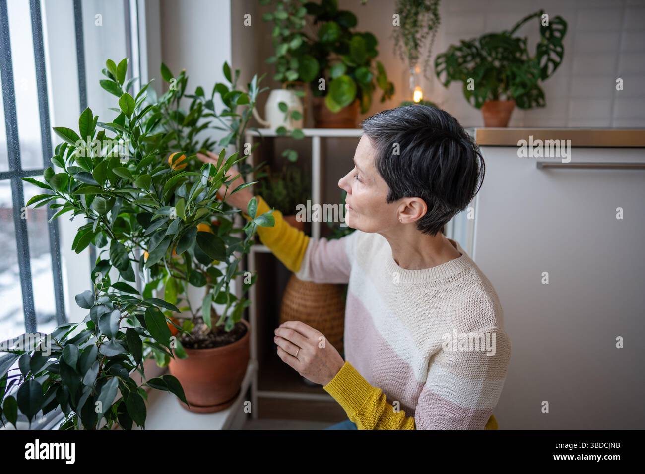 Mature woman touching clementine bush with ripe fruits, tending citrus ...