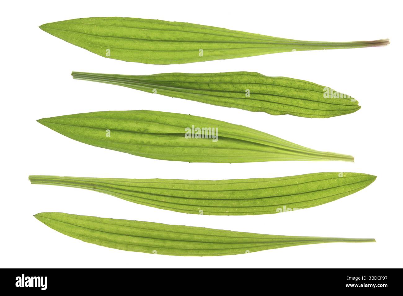 Ribwort plantain (Plantago lanceolata) leaves against a white ...