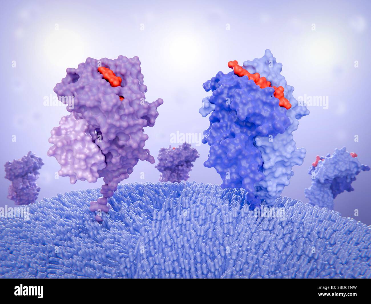 Major histocompatibility complex proteins I and II, illustration Stock ...