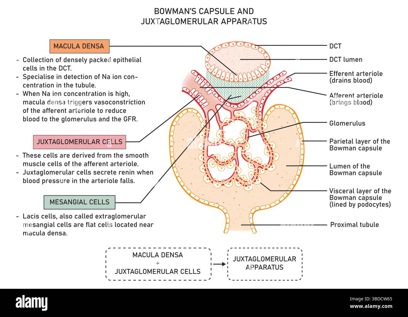 Illustration of the Bowman's capsule and juxtaglomerular apparatus of ...