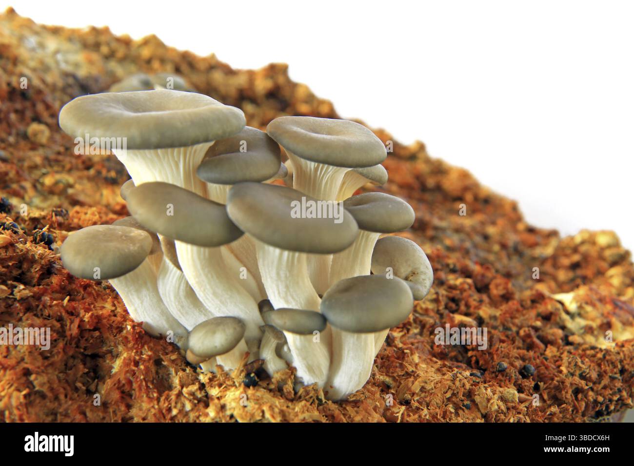 Oyster mushroom (Pleurotus ostreatus) young mushrooms growing on ...