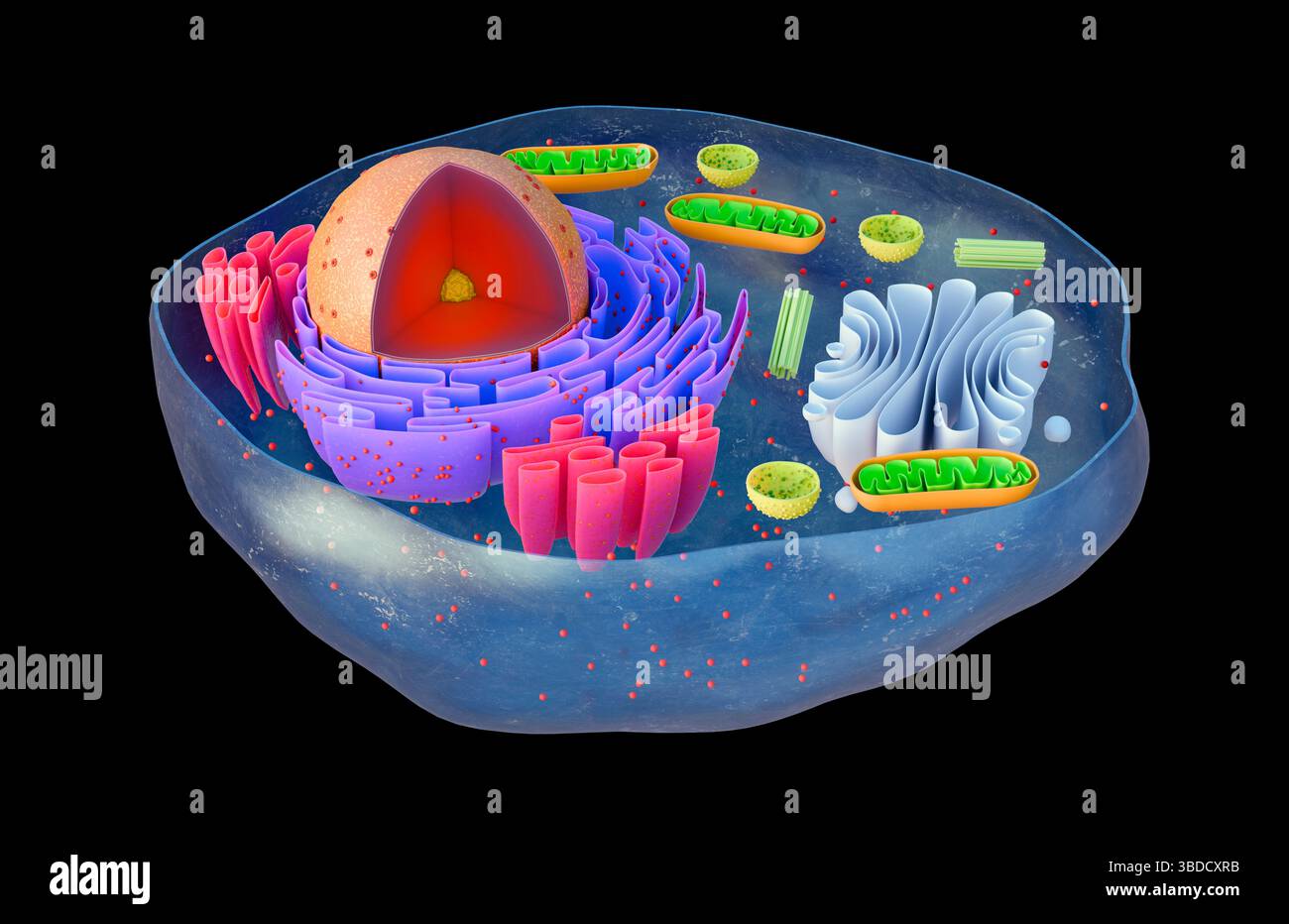 Structure of animal cell hi-res stock photography and images - Alamy
