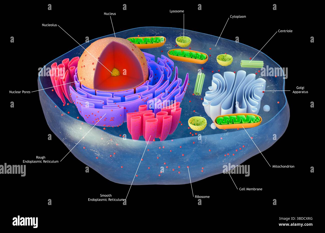 Protein cell structure hi-res stock photography and images - Alamy