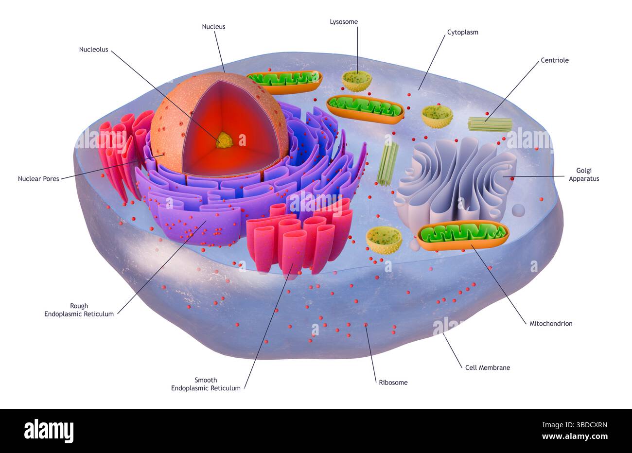 Animal cell nucleus hi-res stock photography and images - Alamy