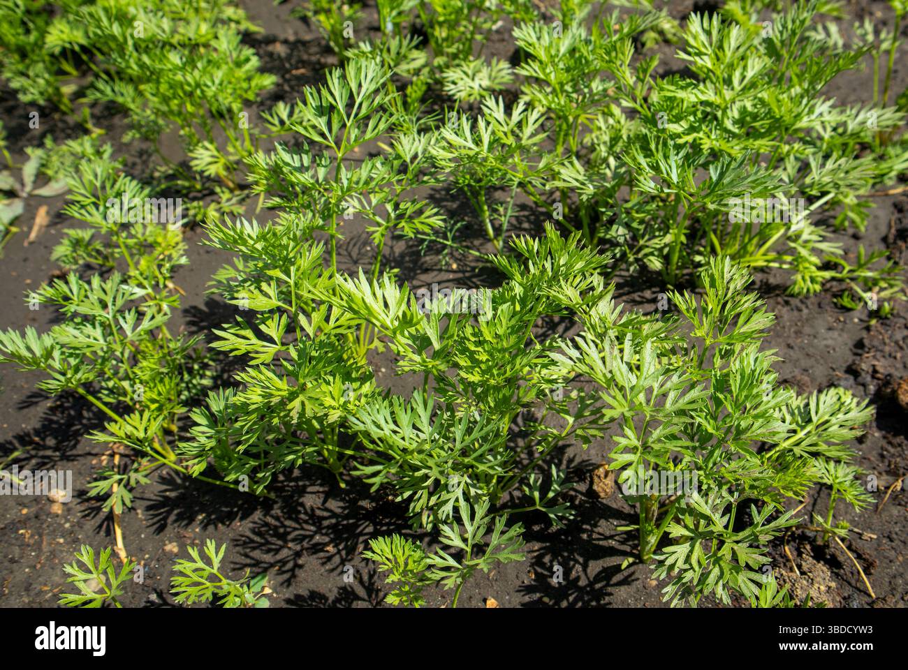 Green haulm of young carrots, sprouted on the soil, on an open bed in ...