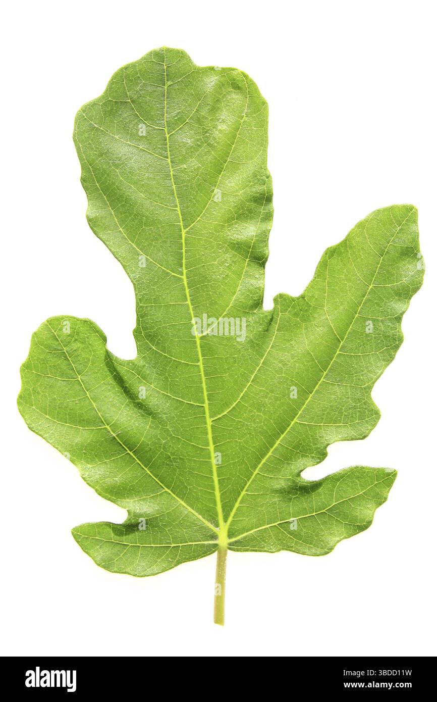 Tree fig tree Cut Out Stock Images & Pictures - Alamy