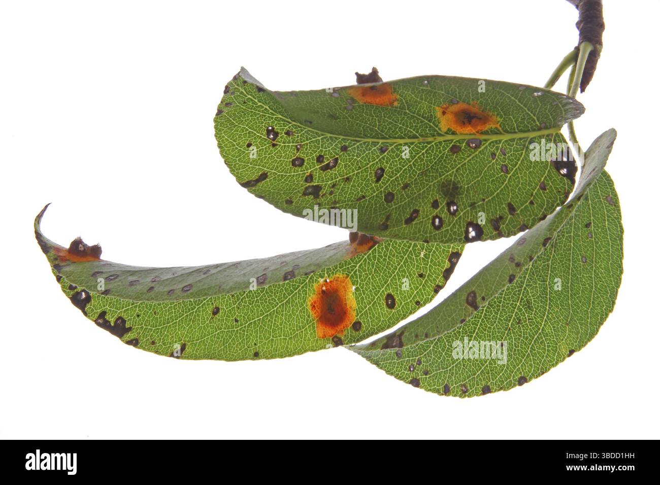 Pear tree leaves with infestation by pear rust (Gymnosporangium fuscum ...