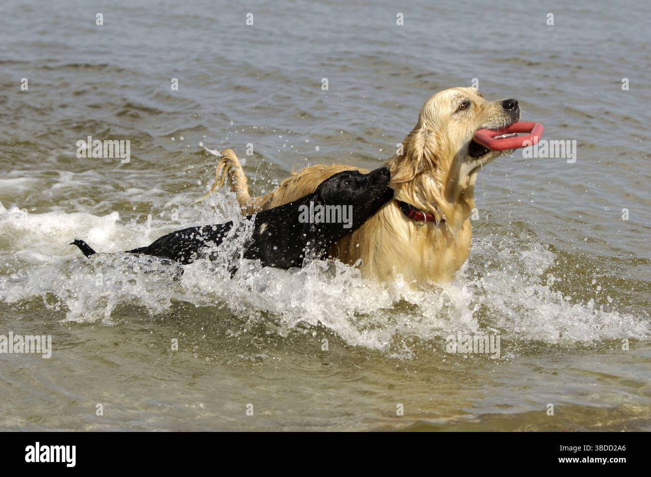 Mature golden labrador retriever hi-res stock photography and images ...