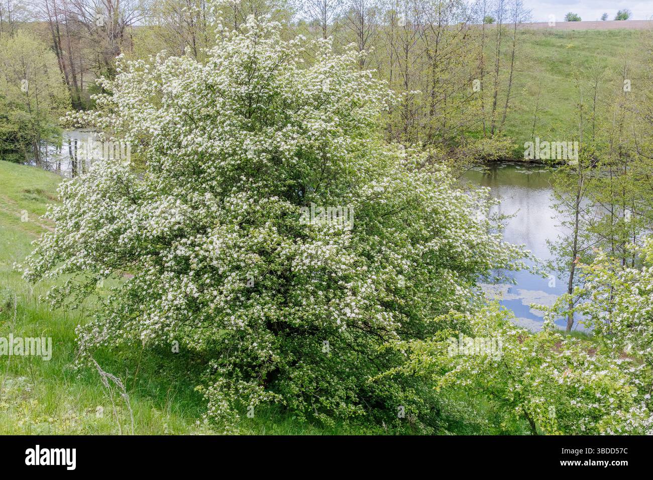 Lush hawthorn trees (Crataegus) in full bloom, covered with clusters of ...