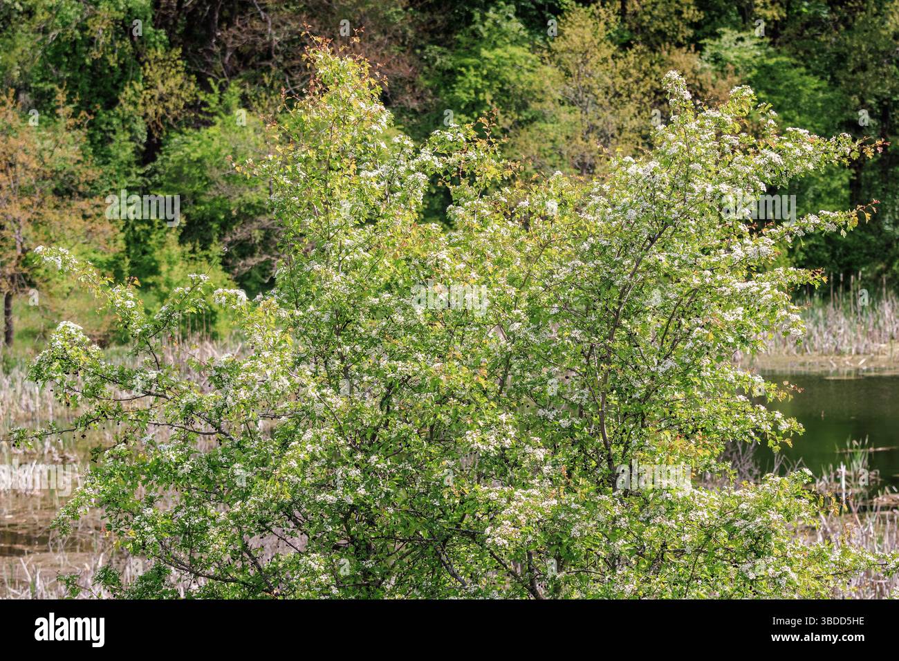 Lush hawthorn trees (Crataegus) in full bloom, covered with clusters of ...