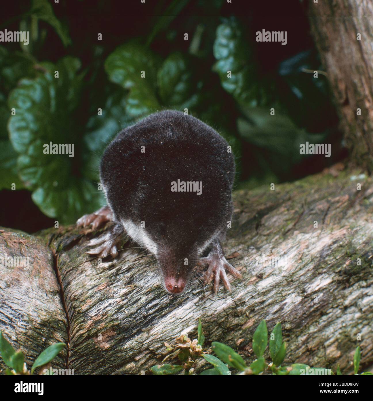Red toothed shrew hi-res stock photography and images - Alamy