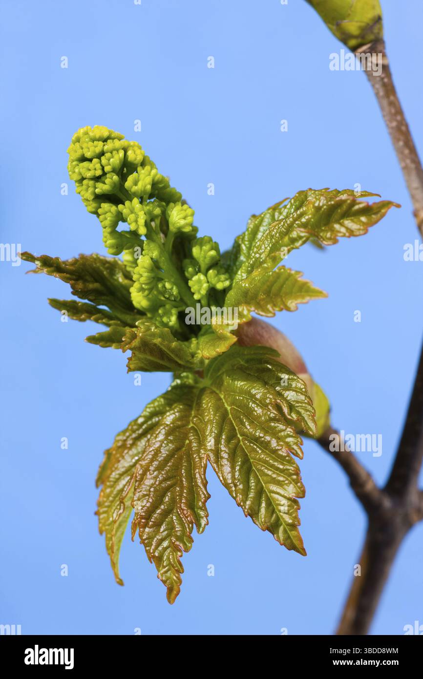 Sycamore maple maple (Acer pseudoplatanus Stock Photo - Alamy