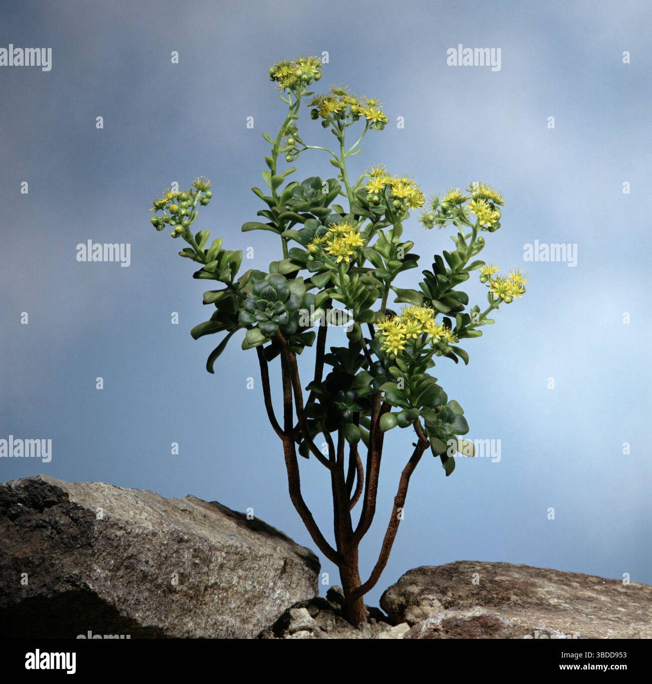 (Crassulaceae) (Aeonium lindleyi) flowers, plants, big leaf family ...