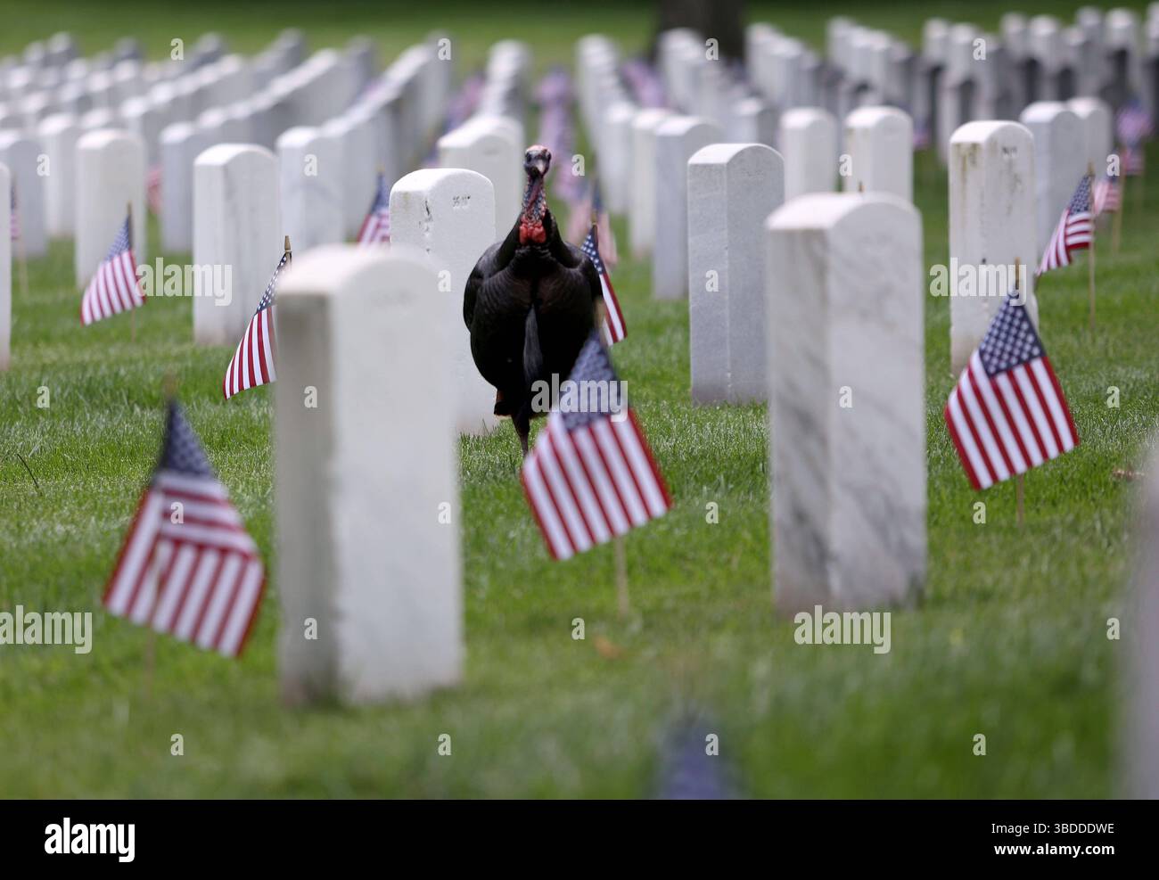 US flags at Arlington National Cemetery in Arlington, Virginia, USA. A ...