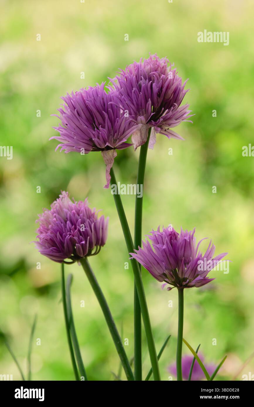 Flowers of chives (scientific name: Allium schoenoprasum). It is known ...