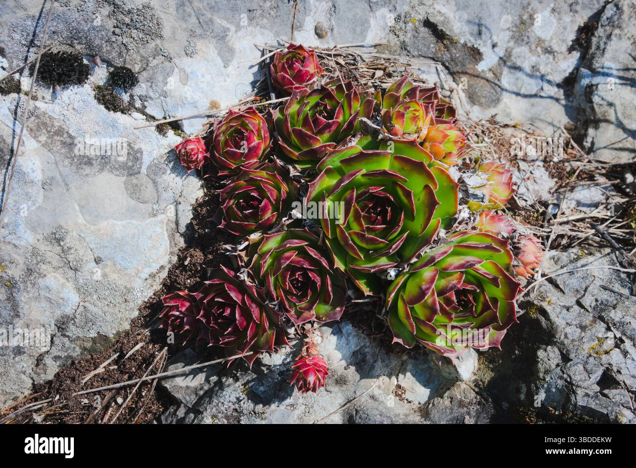 Houseleek sempervivum houseleek house leek succulent garden plant hi ...