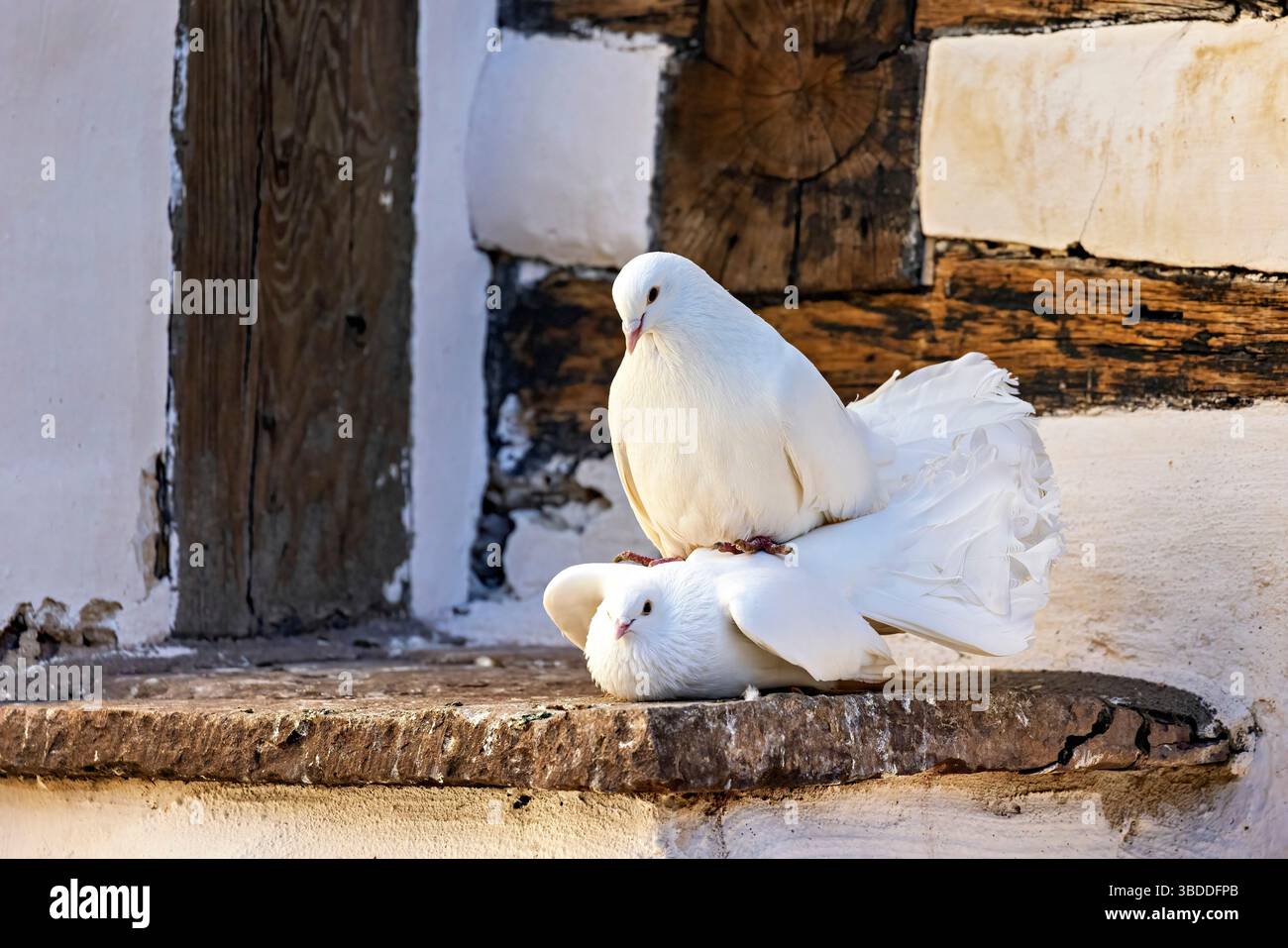 The white doves of the Wartburg castle Stock Photo - Alamy