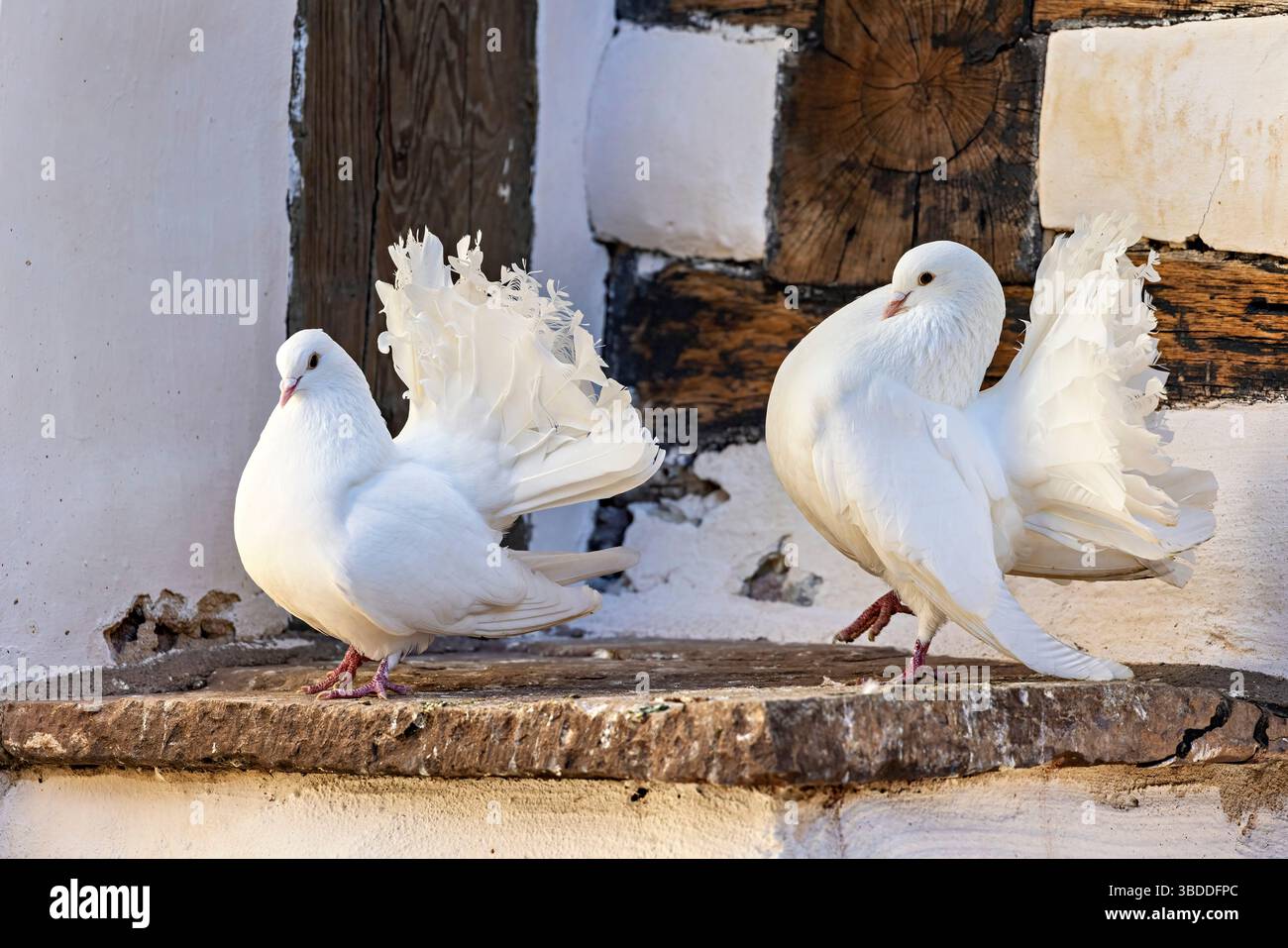 The white doves of the Wartburg castle Stock Photo - Alamy