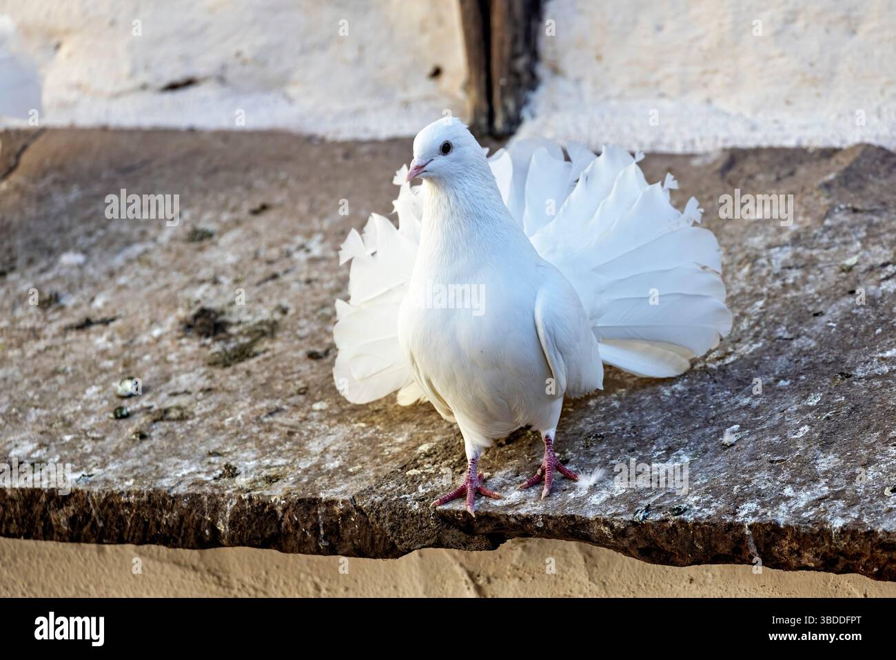 The white doves of the Wartburg castle Stock Photo - Alamy