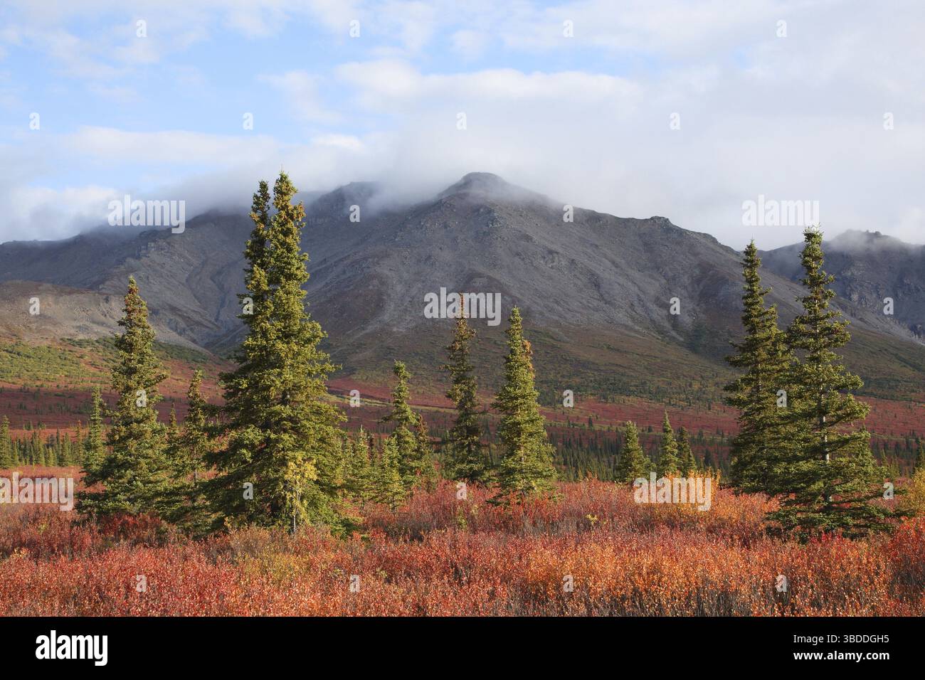 Tundra and spruce hi-res stock photography and images - Alamy