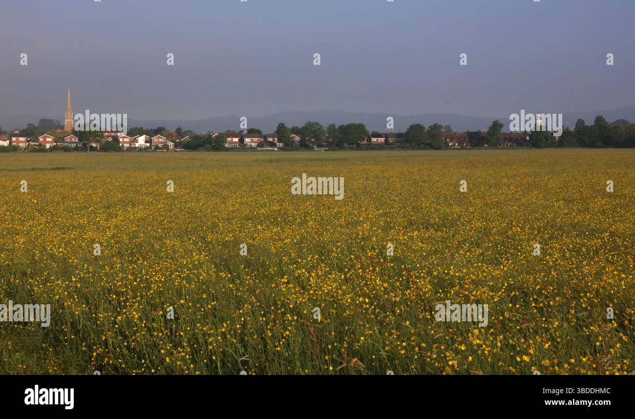 The Ham meadow,Upton upon Severn,Worcestershire,England Stock Photo - Alamy