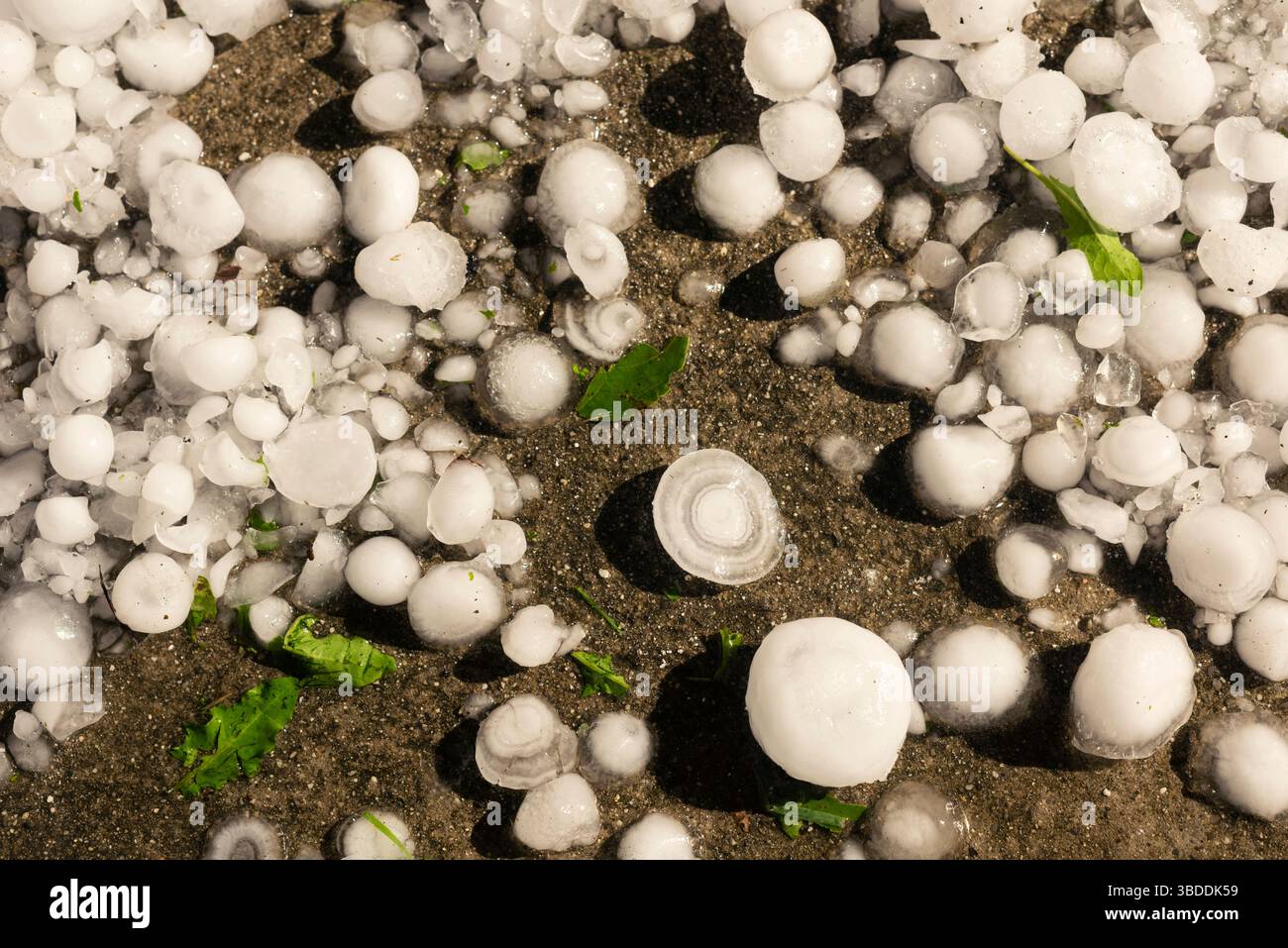 Hailstorm Aftermath: Ground Covered with Giant 5cm Hail, Cross-Section ...