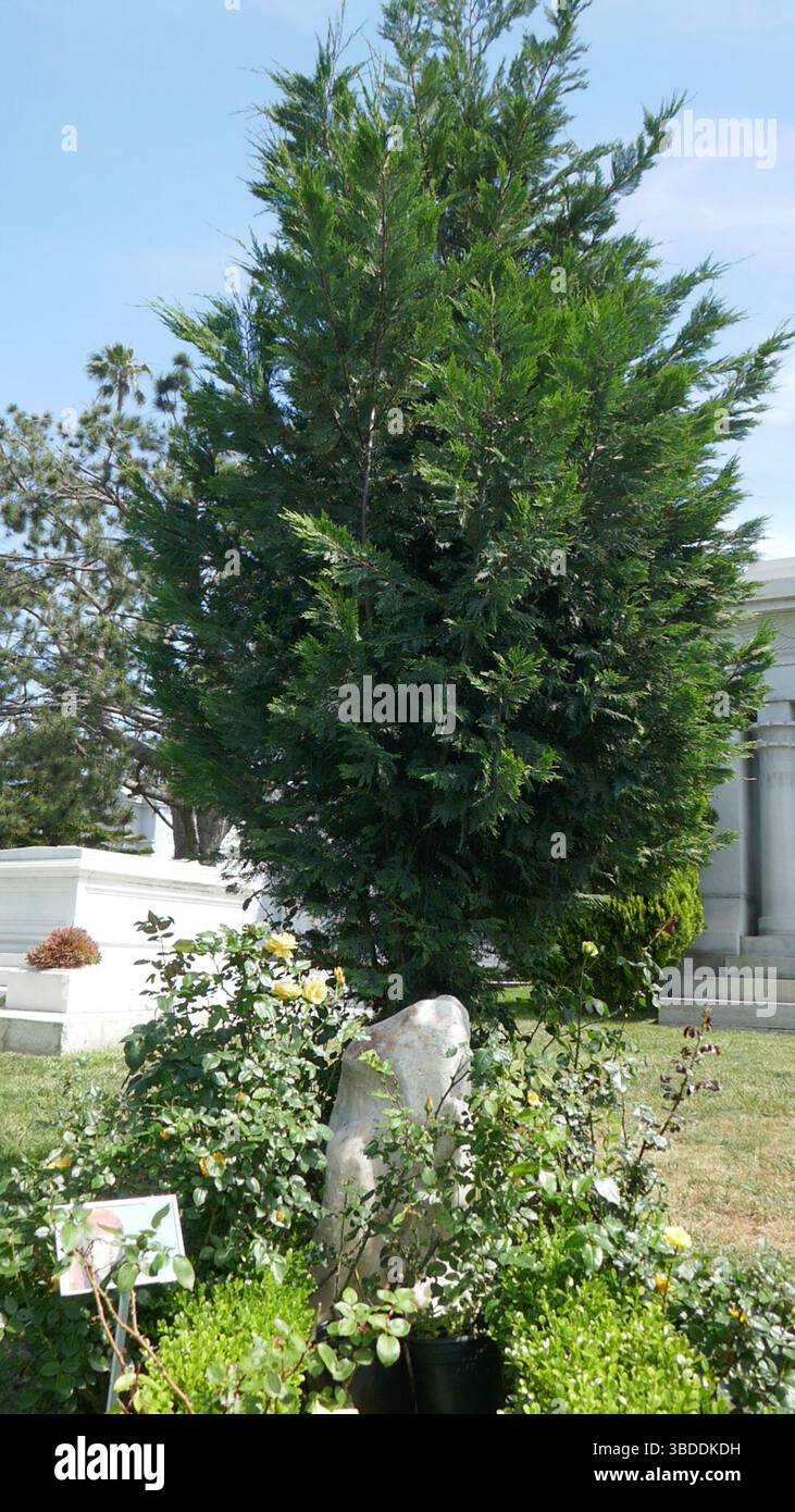 Los Angeles, California, USA 22nd May 2025 Actress Valerie Harper Grave ...