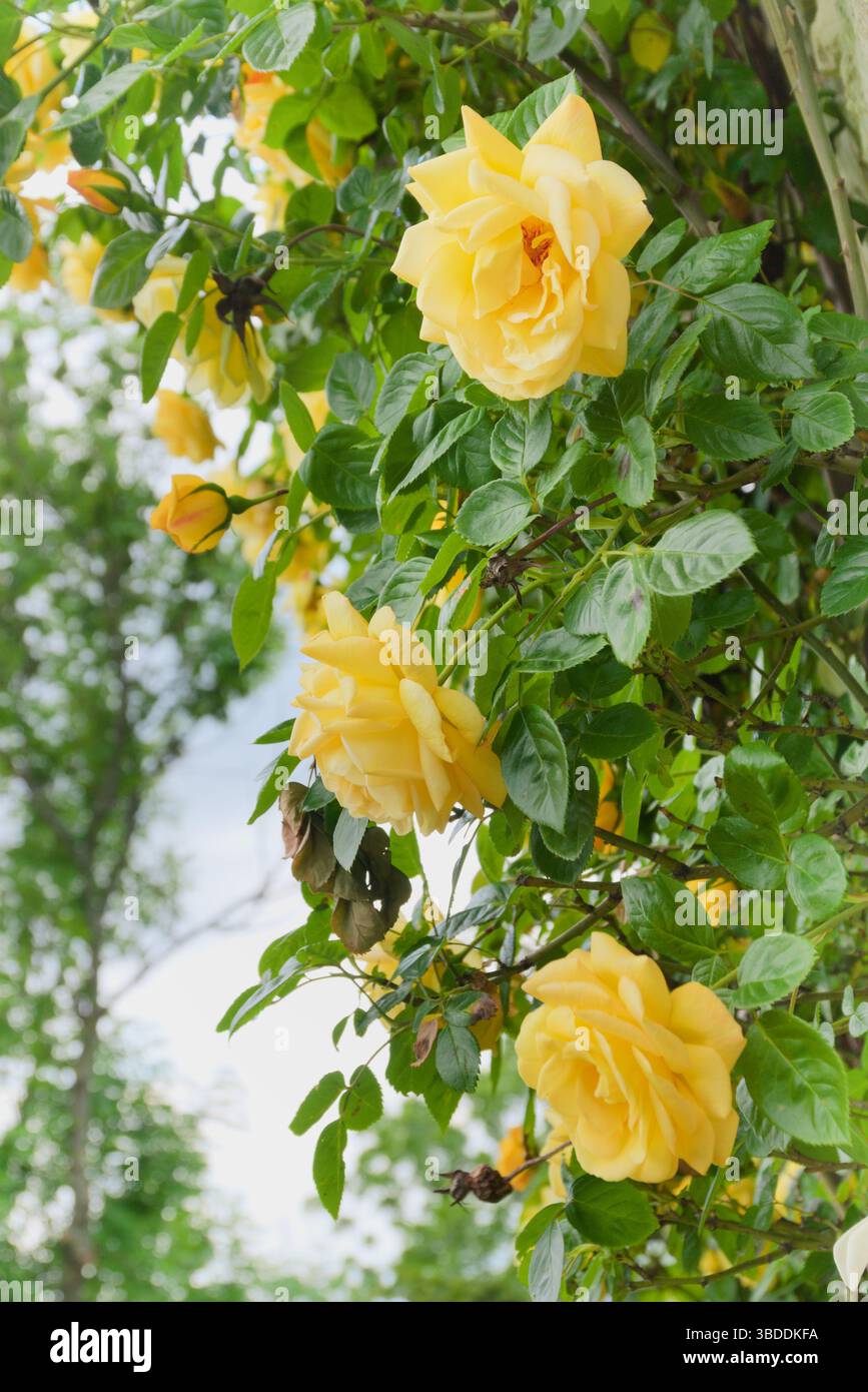 Gold roses thorns hi-res stock photography and images - Alamy