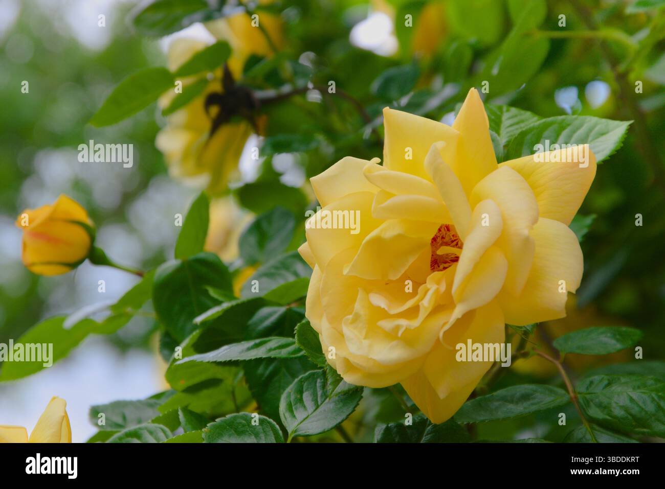 Gold roses thorns hi-res stock photography and images - Alamy