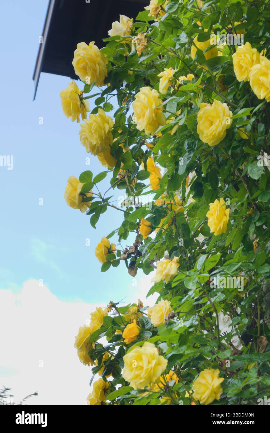 Amazing bloom of yellow roses Stock Photo - Alamy