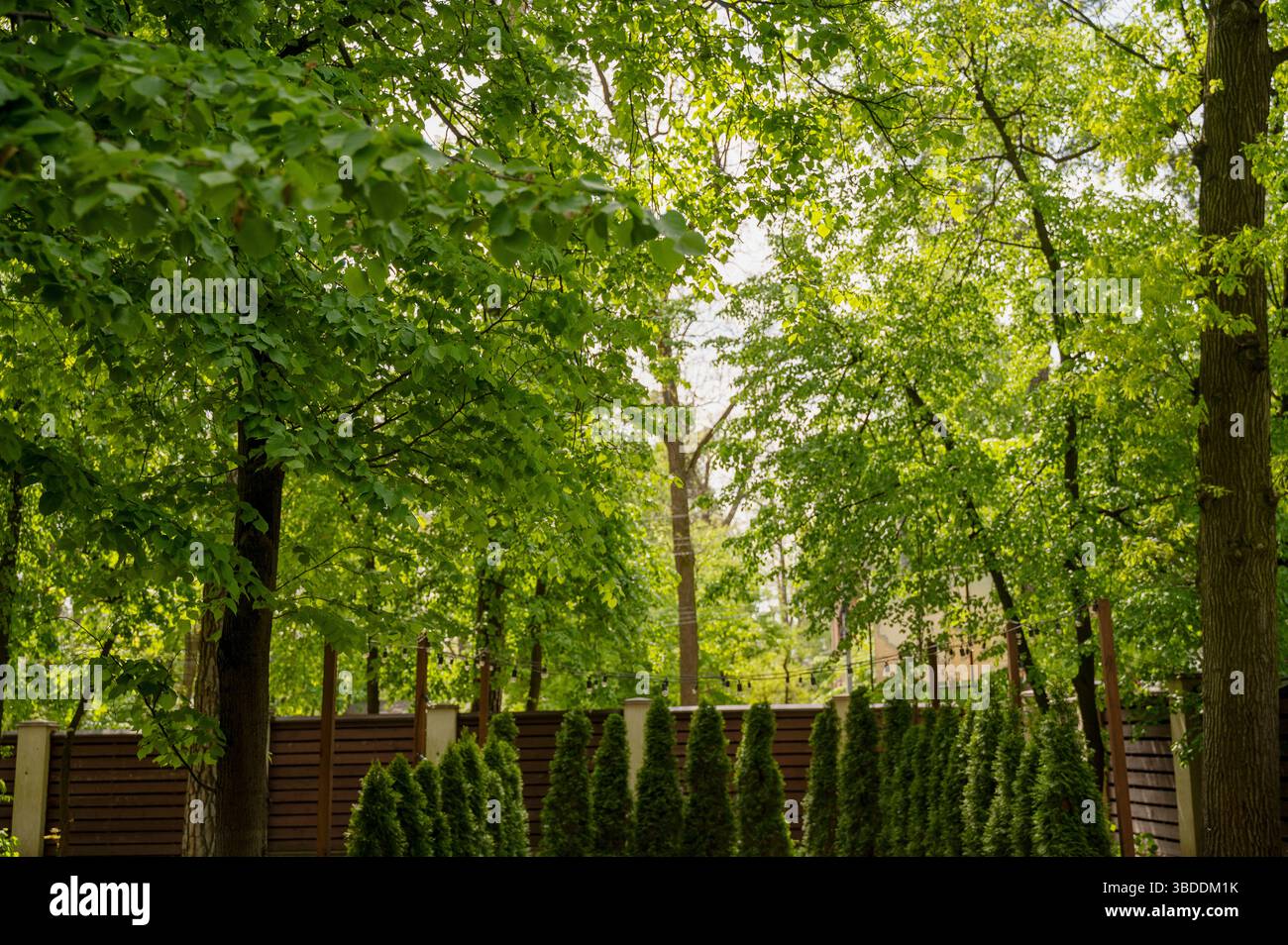 Conical deciduous tree hi-res stock photography and images - Alamy