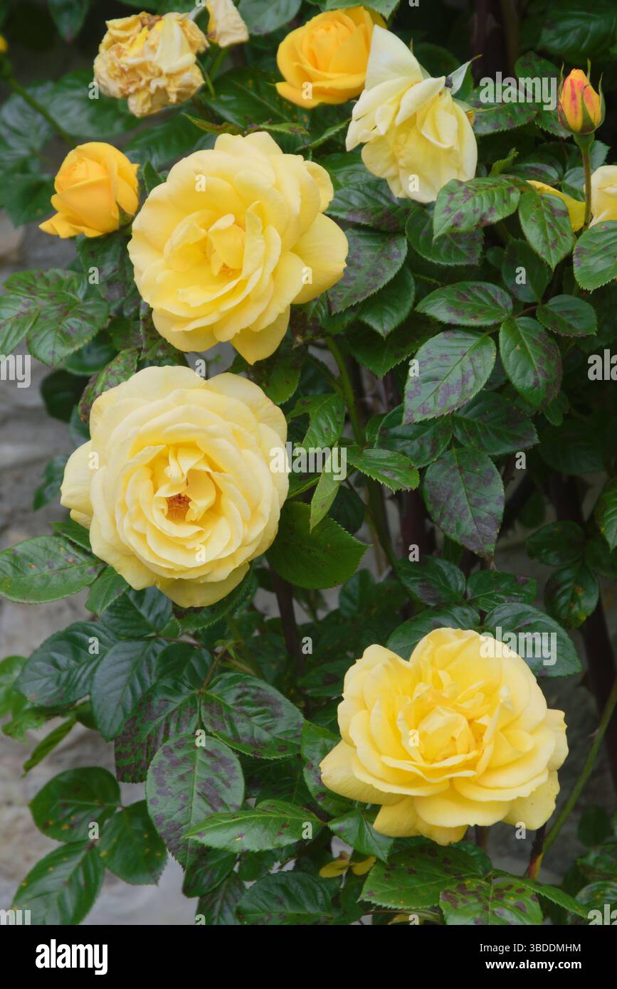 Amazing bloom of yellow roses Stock Photo - Alamy
