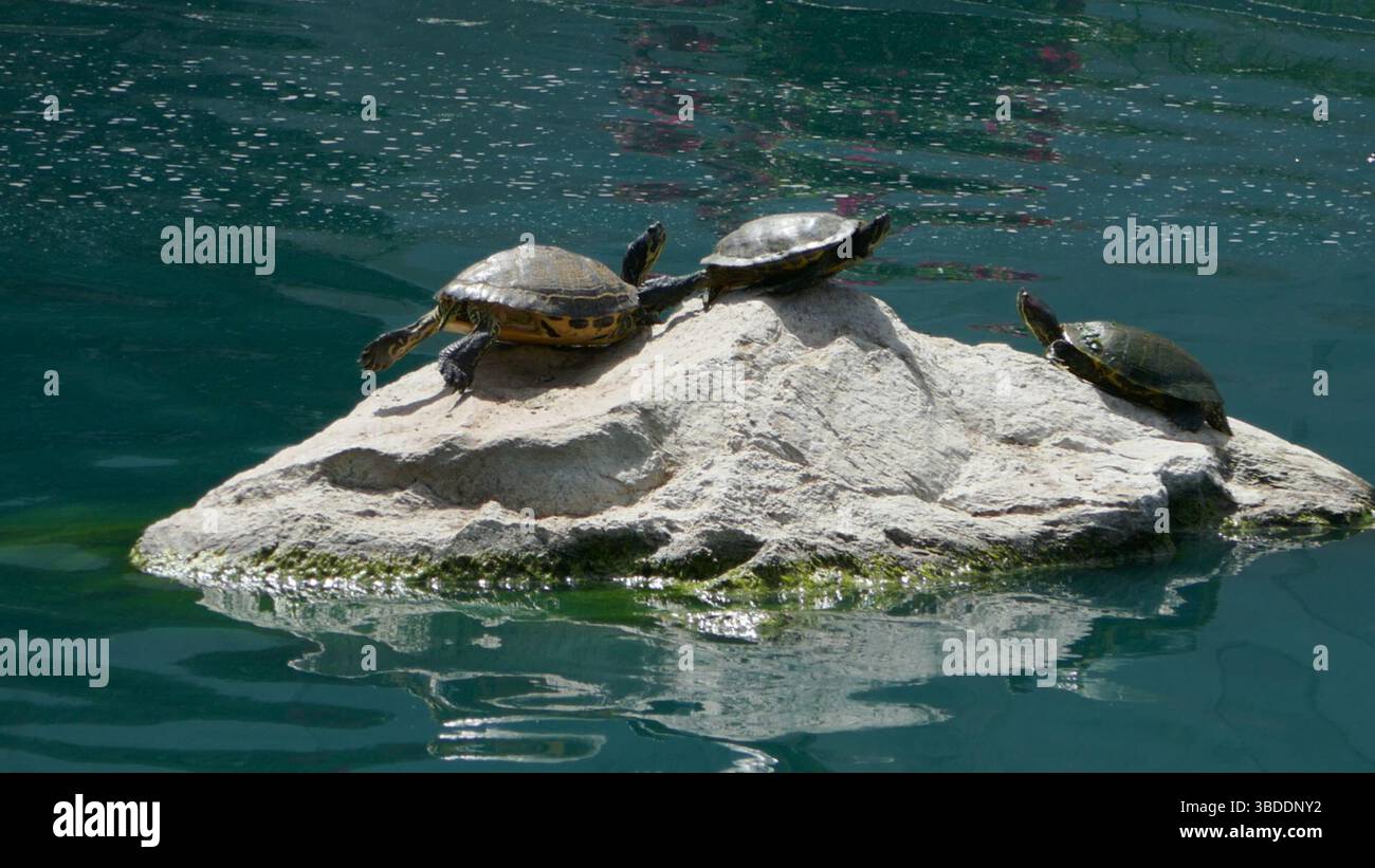 Los Angeles, California, USA 22nd May 2025 Turtles sun basking in lake ...