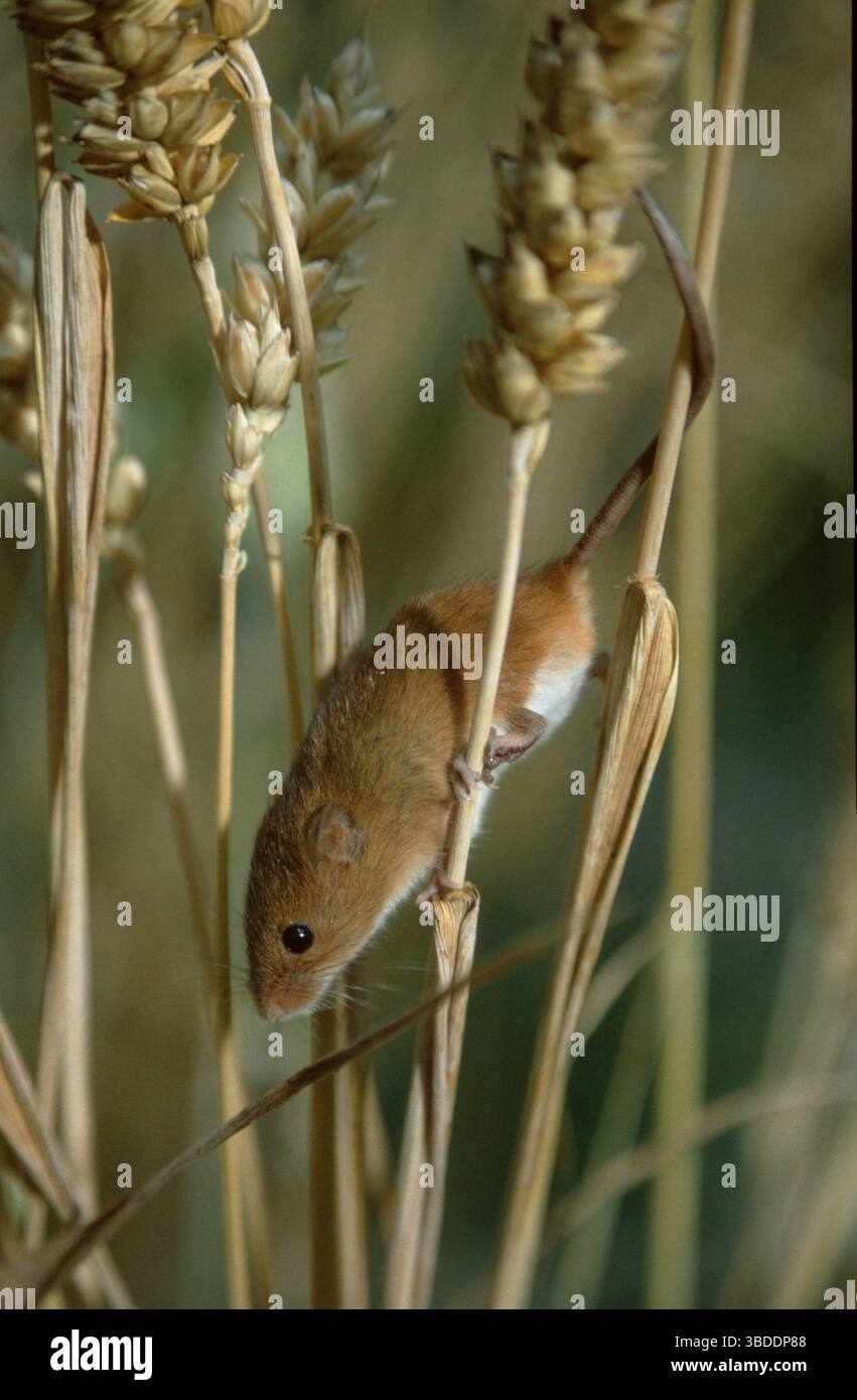 Old world harvest mouse, dwarf mouse (Micromys minutus Stock Photo - Alamy
