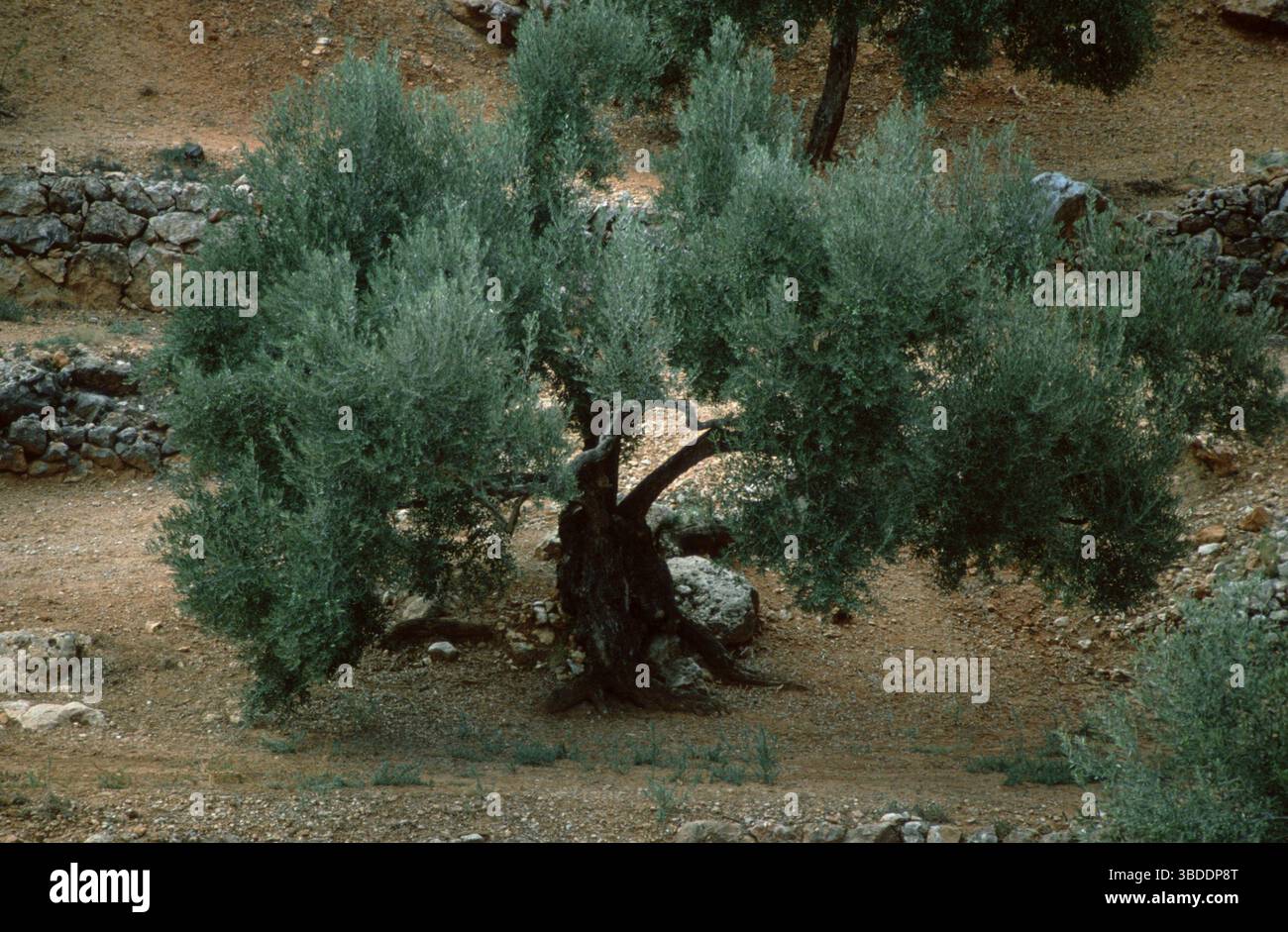 Olive (Olea europaea) Tree, Olive Tree, deciduous tree, deciduous trees ...
