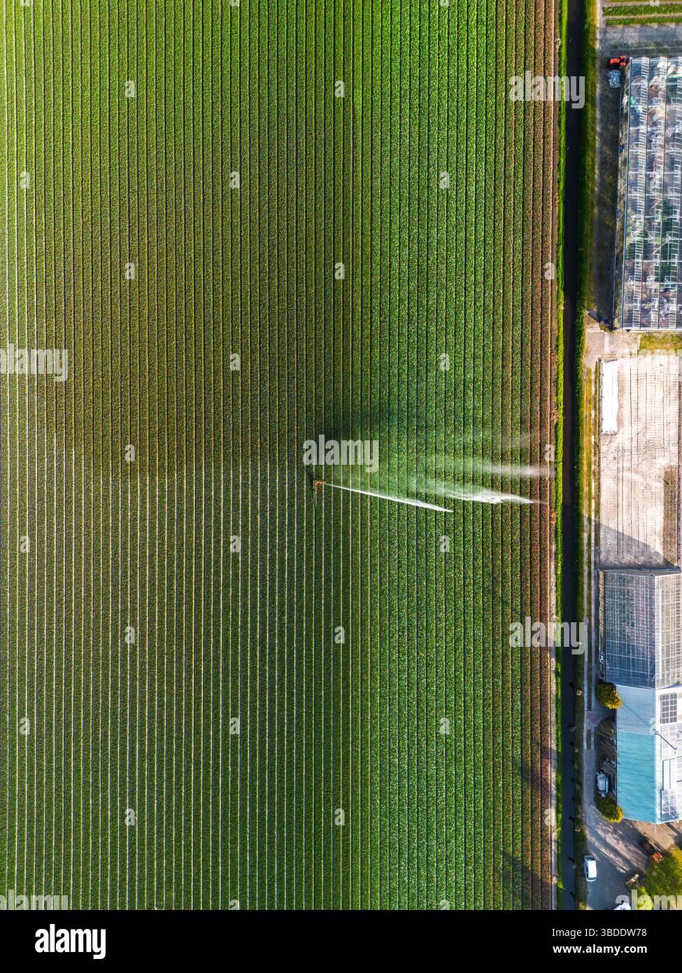 Aerial view of colorful tulip fields with a central sprinkler spraying ...