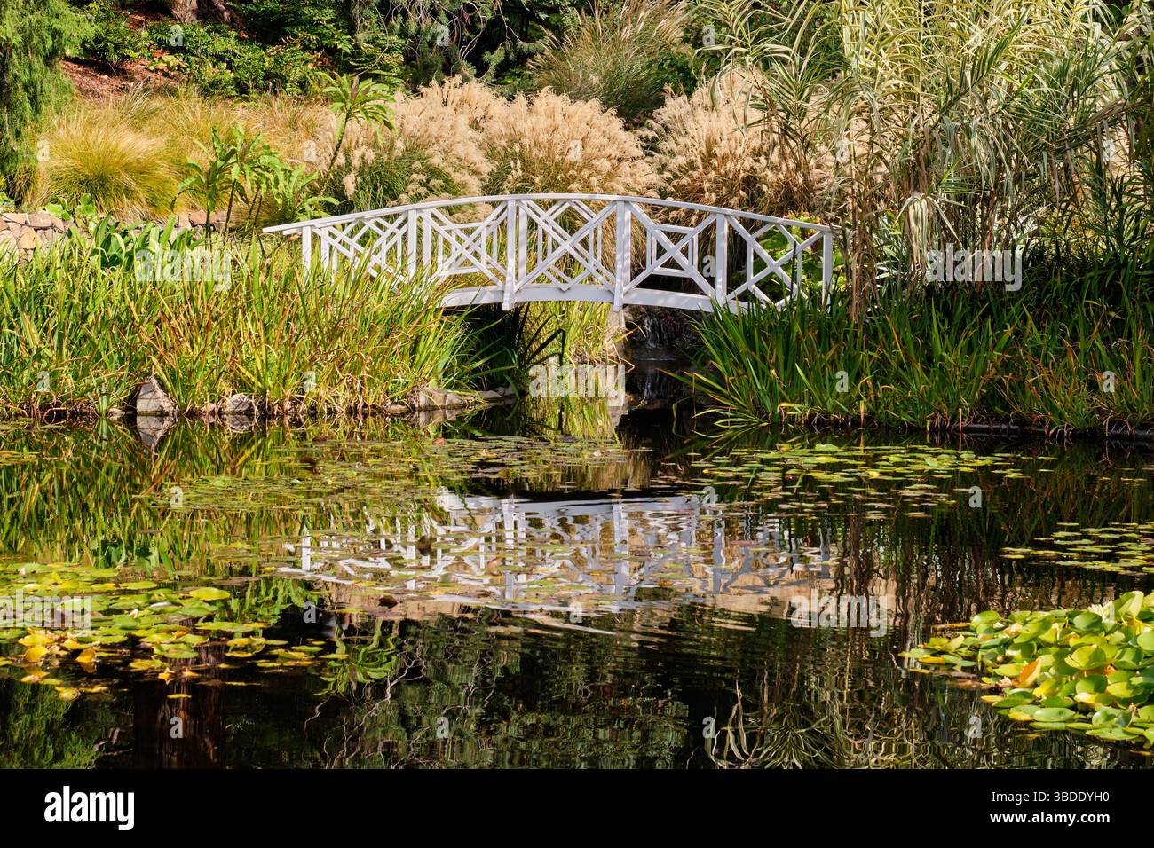 The Lily Pond is one of the nicest spots in the Royal Tasmanian ...