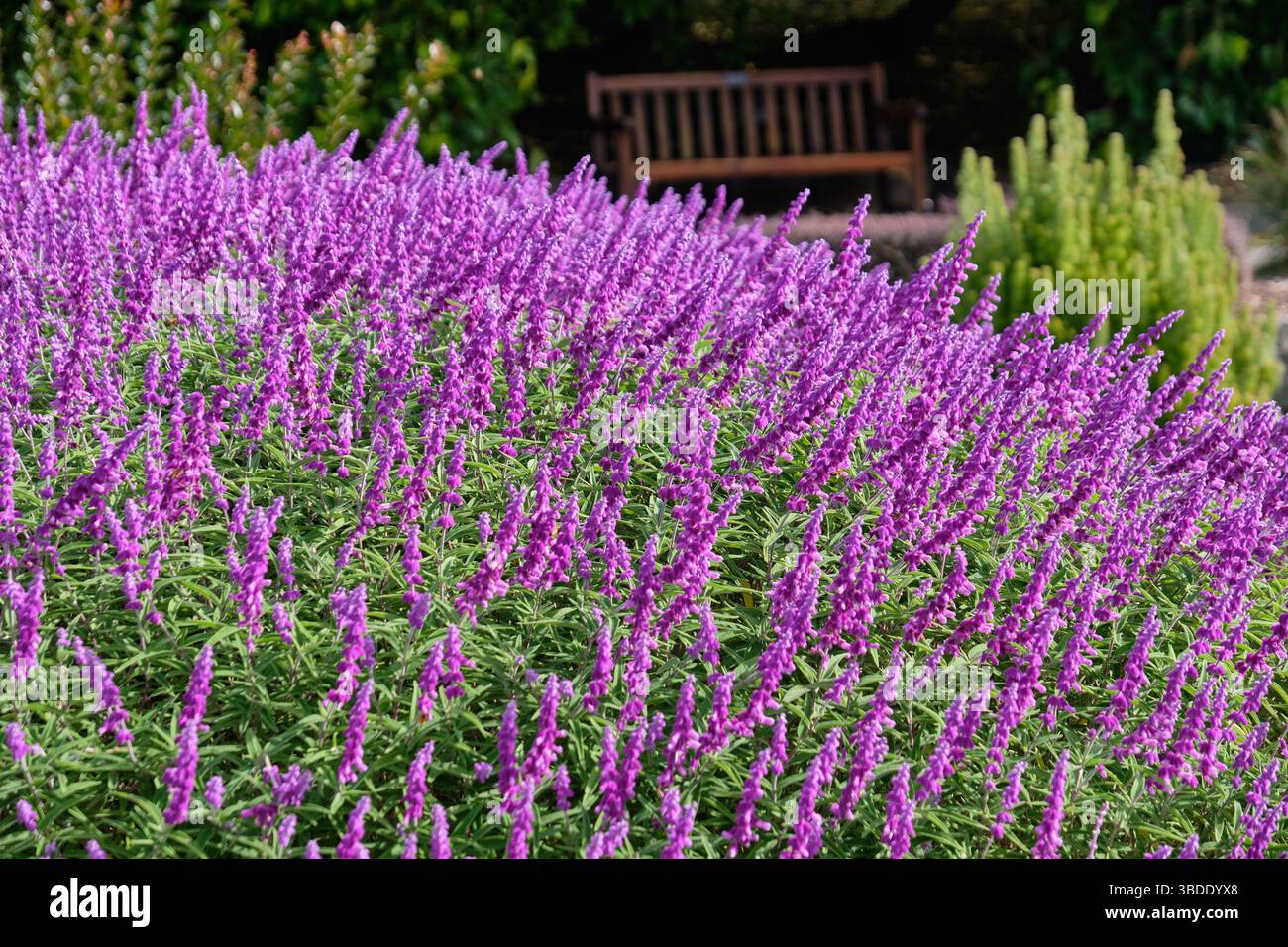 Blooming Mexican bush sage in the Royal Tasmanian Botanical Gardens ...