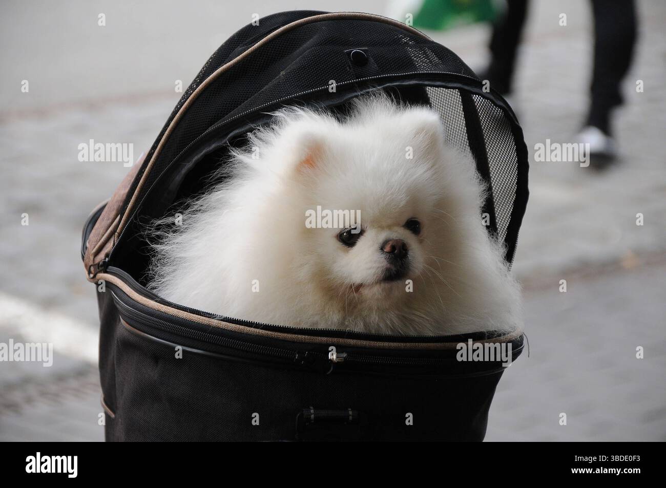 Kastrup/Copenhagen/ Denmark/24 may 2025/.Pet dog in small pets bag in ...