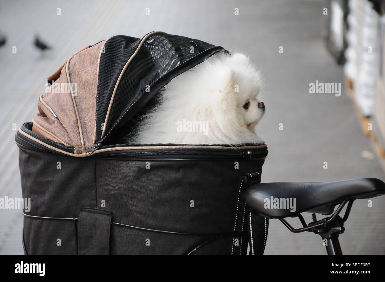 Kastrup/Copenhagen/ Denmark/24 may 2025/.Pet dog in small pets bag in ...