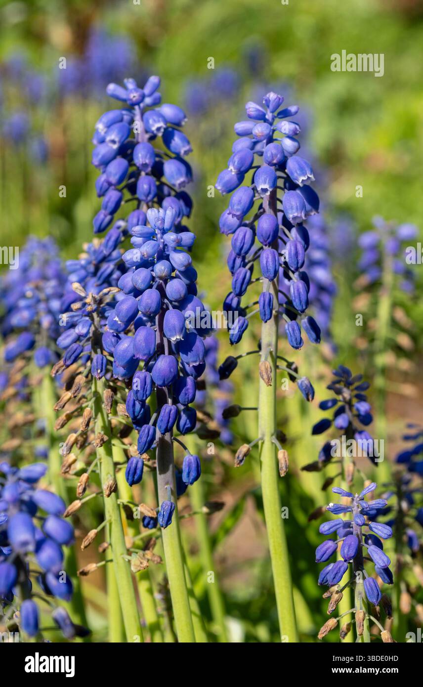Clusters of vibrant blue flowers hi-res stock photography and images ...