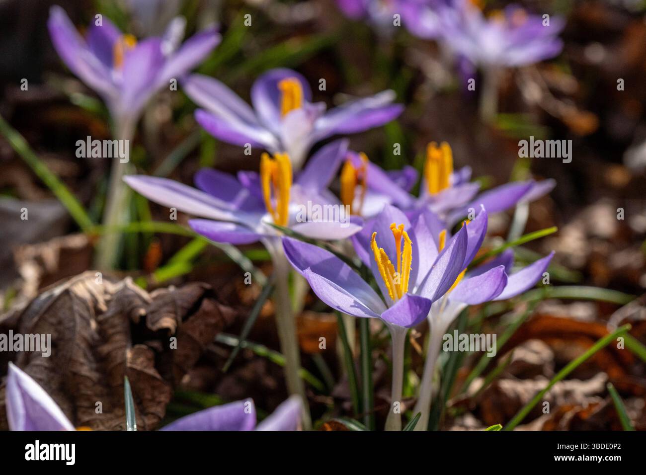 Small flowers emerge from ground hi-res stock photography and images ...