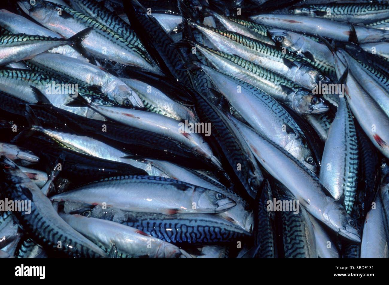 Atlantic mackerel canada hi-res stock photography and images - Alamy