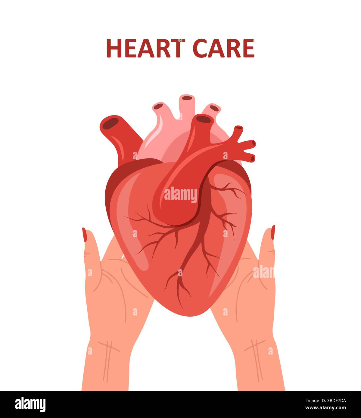 Heart care. Female hands hold human heart. Cardiology and circulatory ...