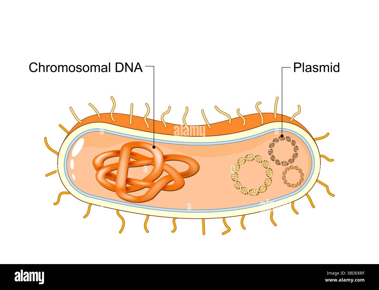 Bacterial circular DNA and Plasmid. Bacteria anatomy. Gene transfer. Vector illustration ...